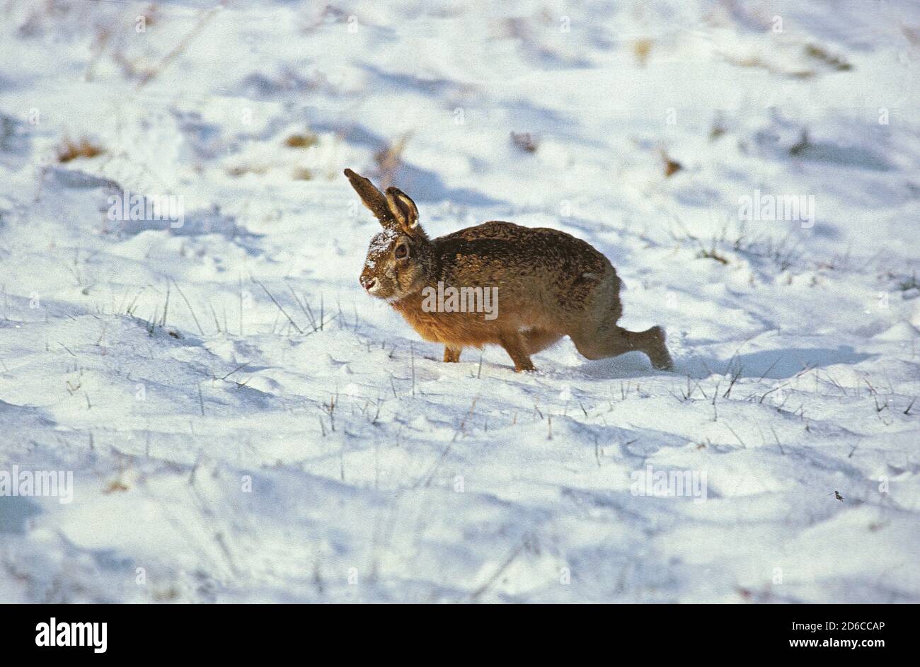 EUROPEAN BROWN HARE lepus europaeus, ADULT RUNNING IN SNOW Stock Photo ...