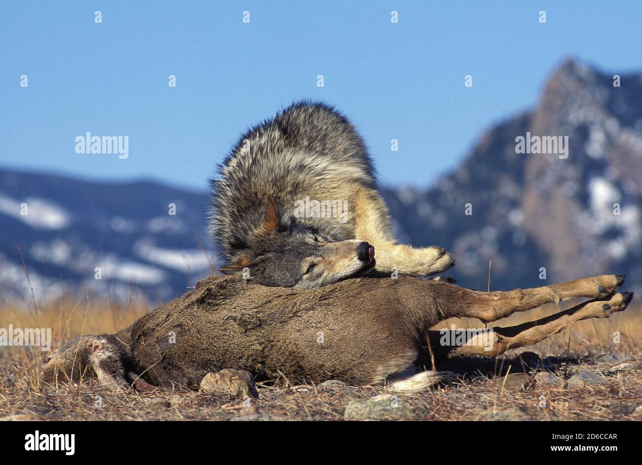 NORTH AMERICAN GREY WOLF canis lupus occidentalis, ADULT EATING A ROCHY ...