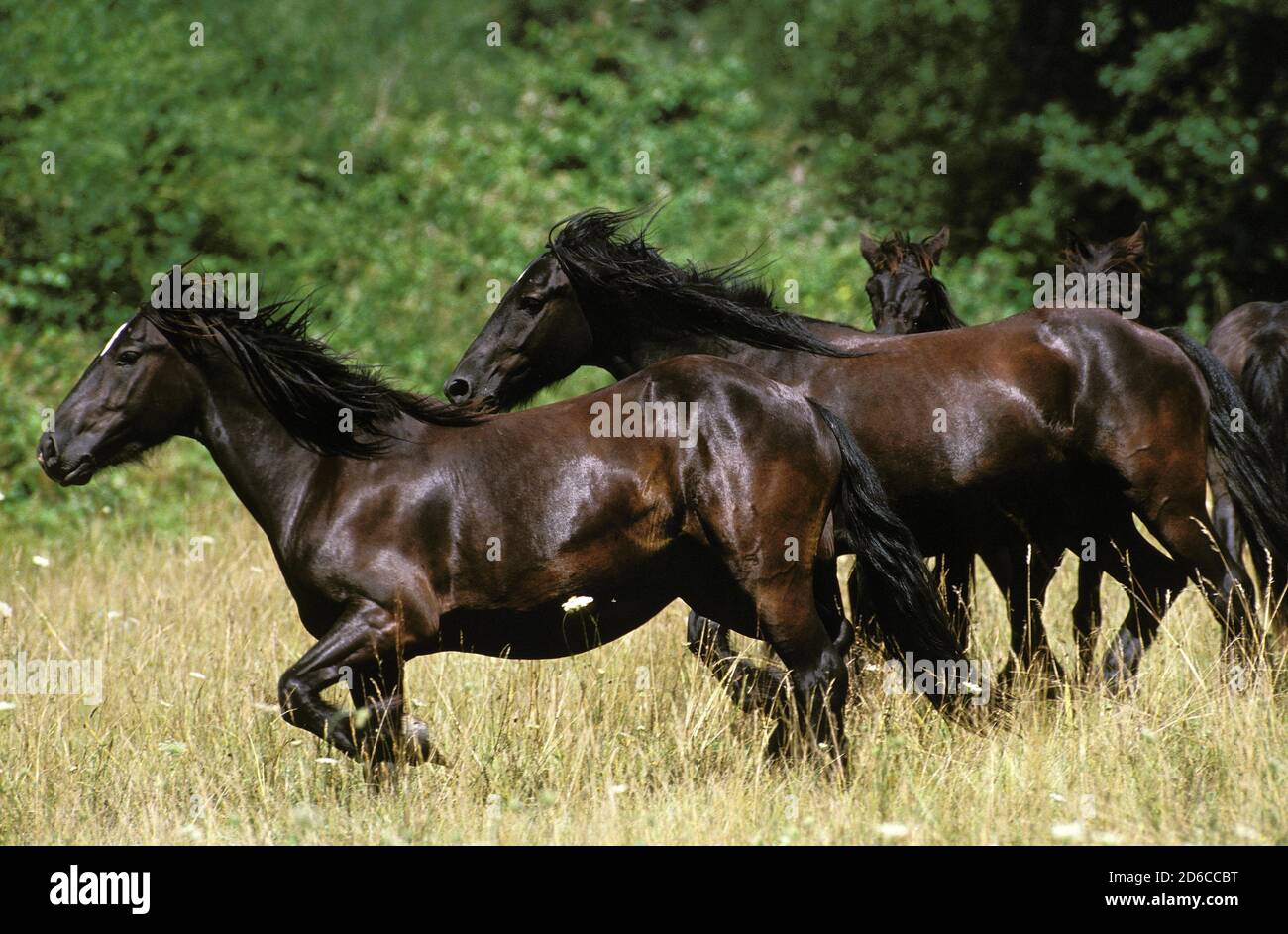 MERENS HORSE, HERD GALLOPING, FRENCH PYRENEES Stock Photo - Alamy