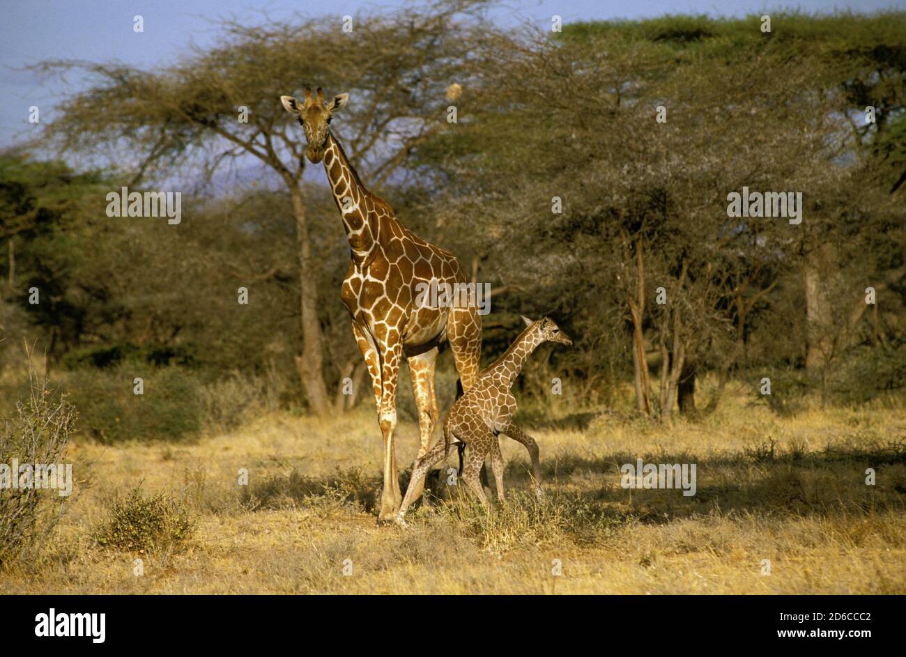 RETICULATED GIRAFFE giraffa camelopardalis reticulata, FEMALE WITH CALF ...