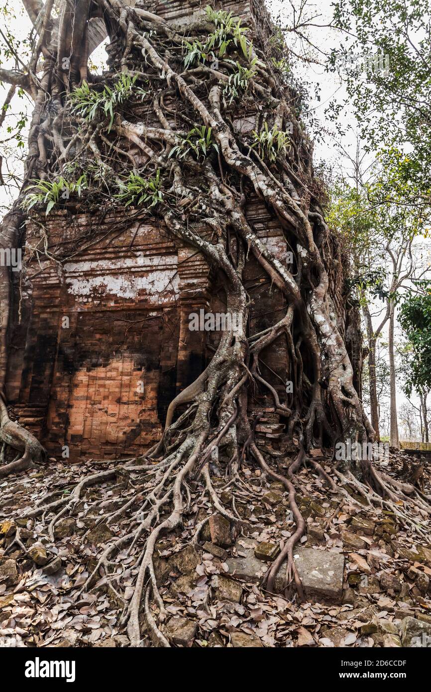 Ancient Wooden Roots of big trees Tower Prasat Pram Temple ruins of Koh ...