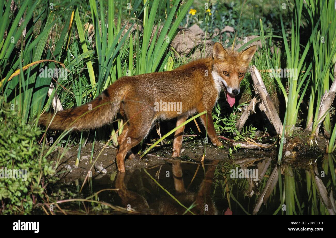 RED FOX vulpes vulpes STANDING AT POND EDGE Stock Photo - Alamy
