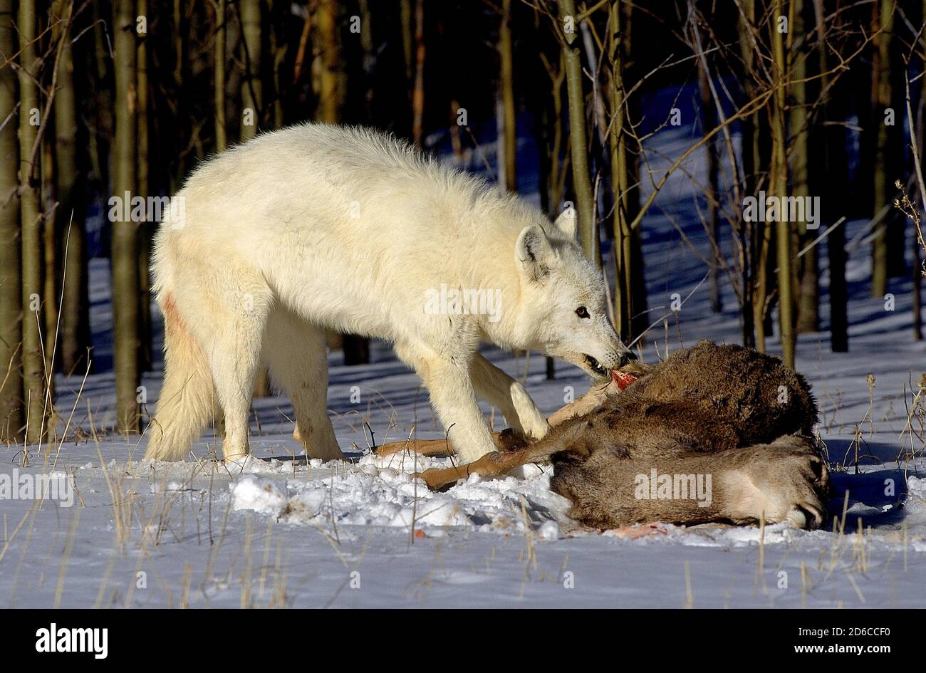 ARCTIC WOLF canis lupus tundrarum, ADULT EATING A ROCKY MOUNTAIN ELK ...