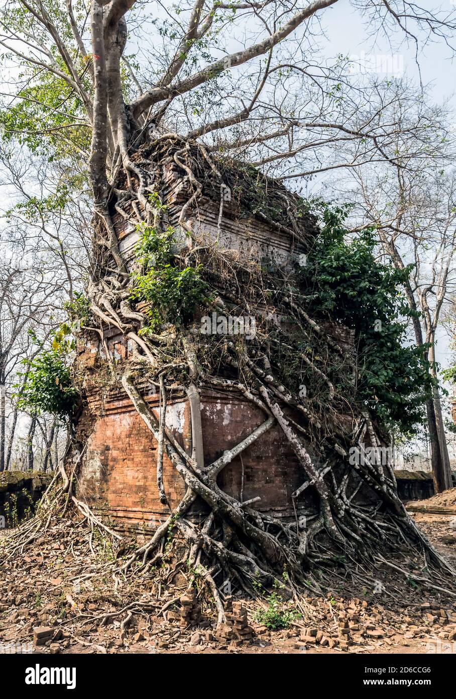 Ancient Tower Trees