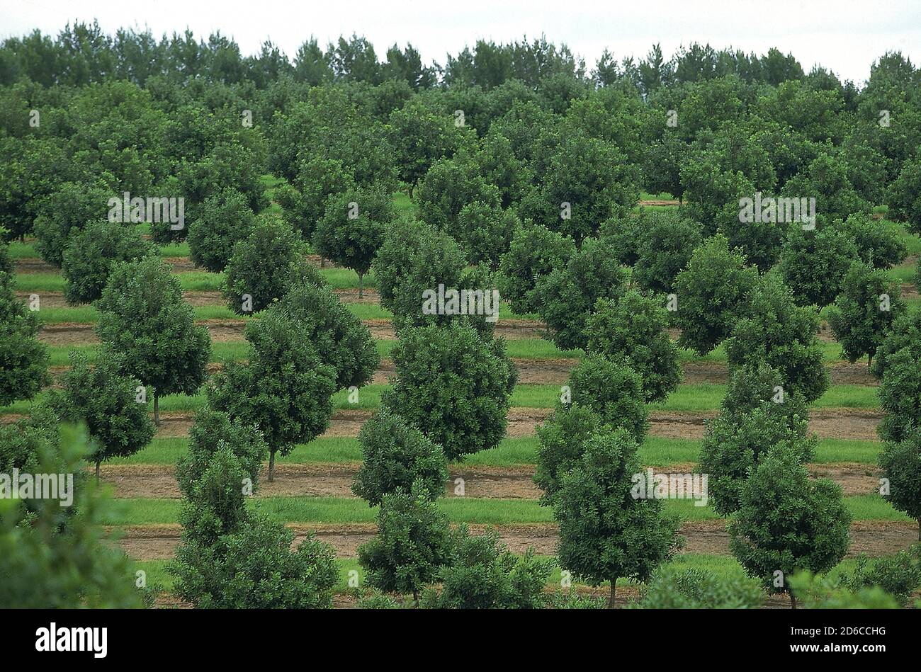 ORCHARD IN AUSTRALIA Stock Photo - Alamy