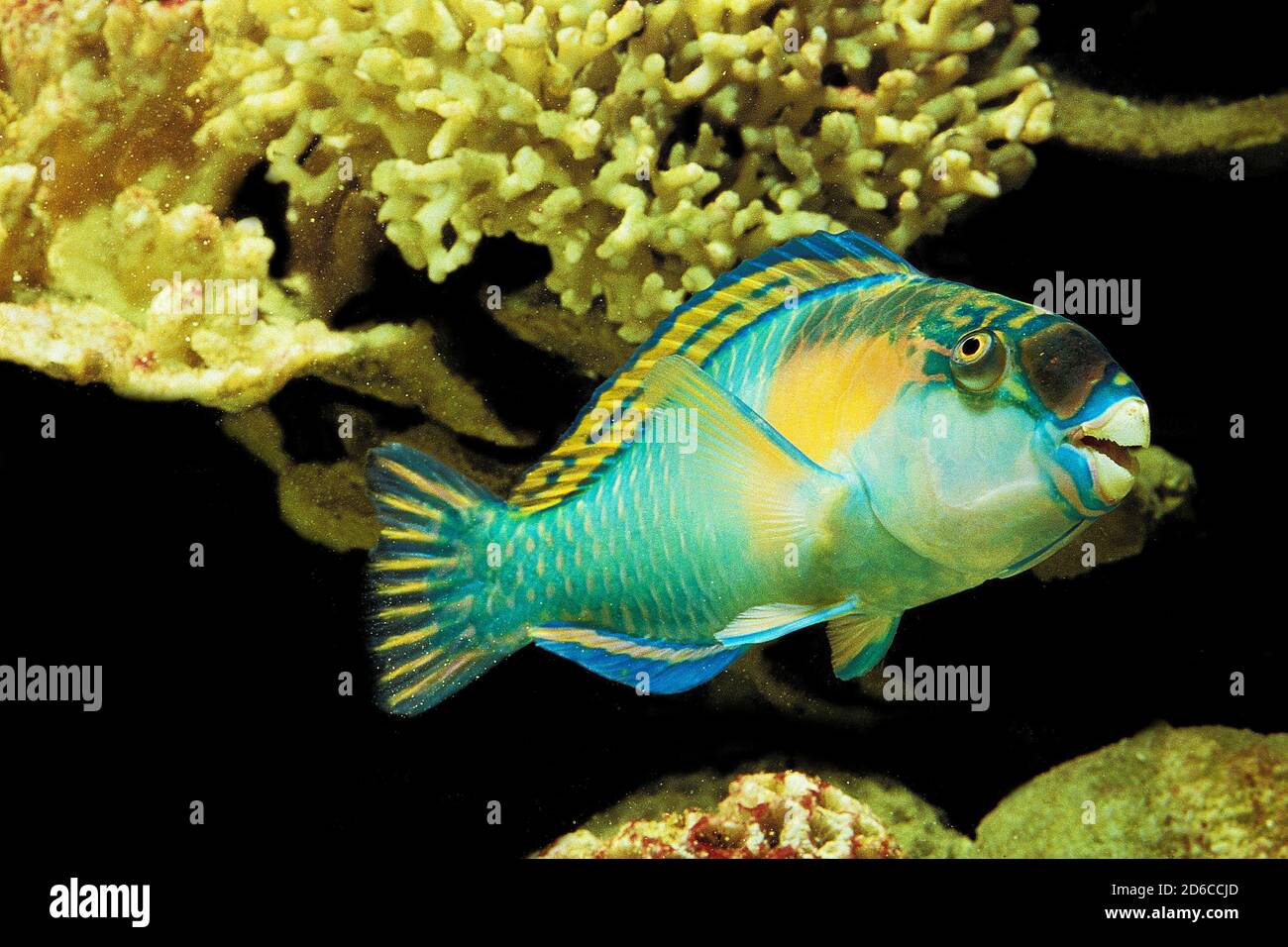 PARROT FISH scarus sordidus SWIMMING THROUGH CORAL Stock Photo - Alamy