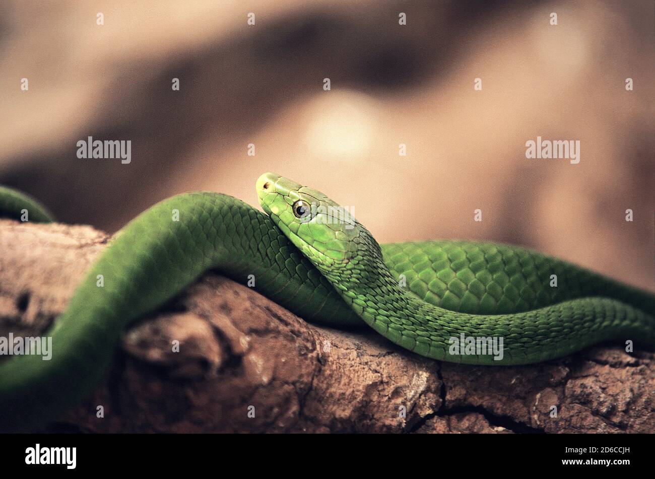 GREEN MAMBA dendroaspis angusticeps ON BRANCH Stock Photo - Alamy