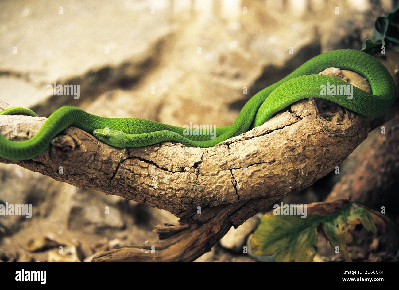 GREEN MAMBA dendroaspis angusticeps ON BRANCH Stock Photo - Alamy