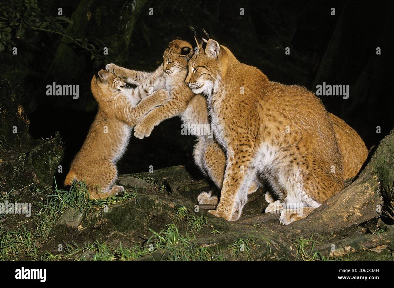 EUROPEAN LYNX felis lynx, FEMALE AND YOUNGS PLAYING Stock Photo - Alamy