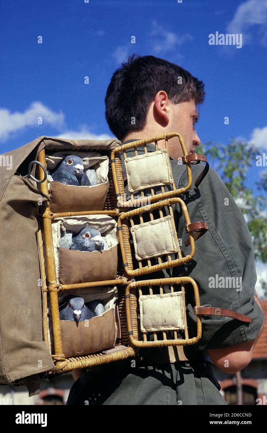 Man Carrying Carrier Pigeons on his Back Stock Photo - Alamy