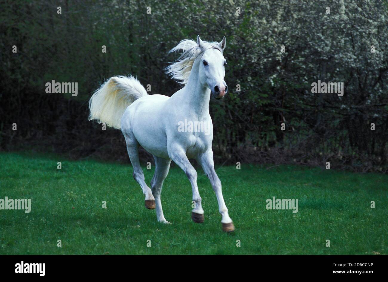 ARABIAN HORSE GALLOPING THROUGH MEADOW Stock Photo - Alamy