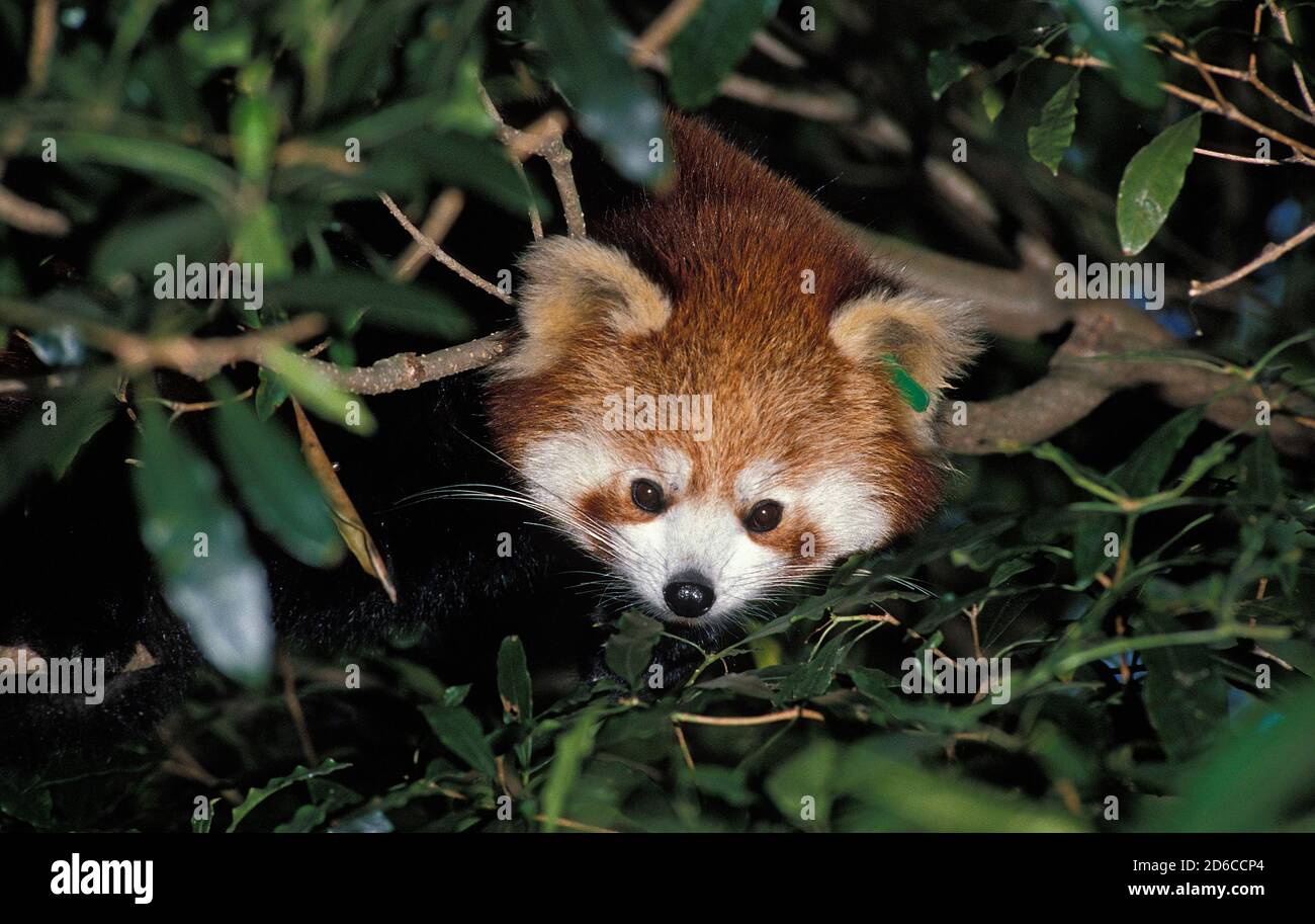 ADULT RED PANDA ailurus fulgens, HEAD EMERGING FROM GREEN FOLIAGE Stock ...