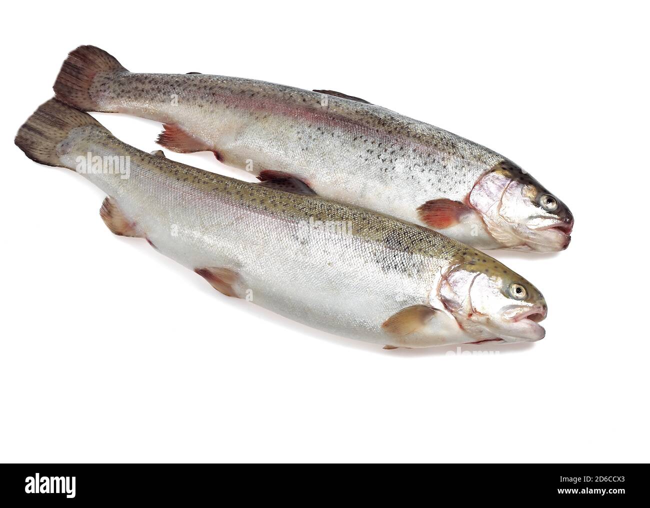 FRESH SEA TROUT salmo trutta trutta AGAINST WHITE BACKGROUND Stock ...