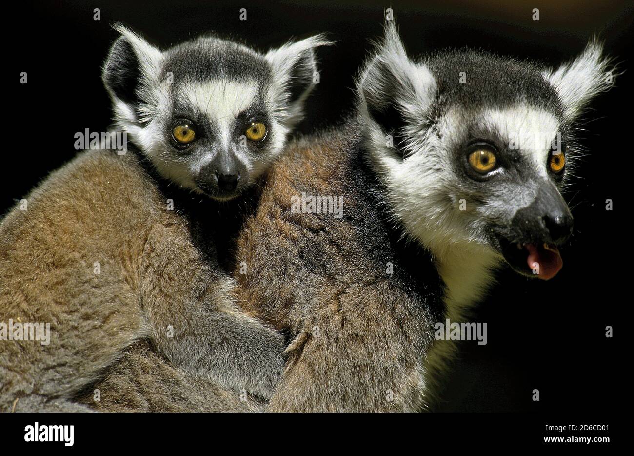 RING TAILED LEMUR lemur catta, FEMALE CARRYING YOUNG ON ITS BACK ...