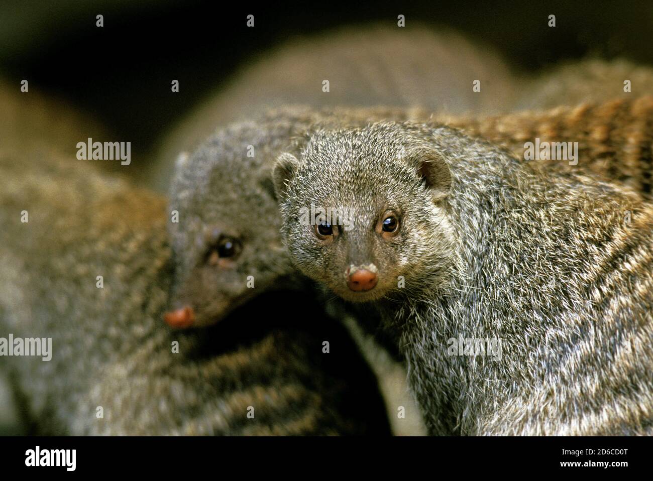 BANDED MONGOOSE mungos mungo Stock Photo - Alamy