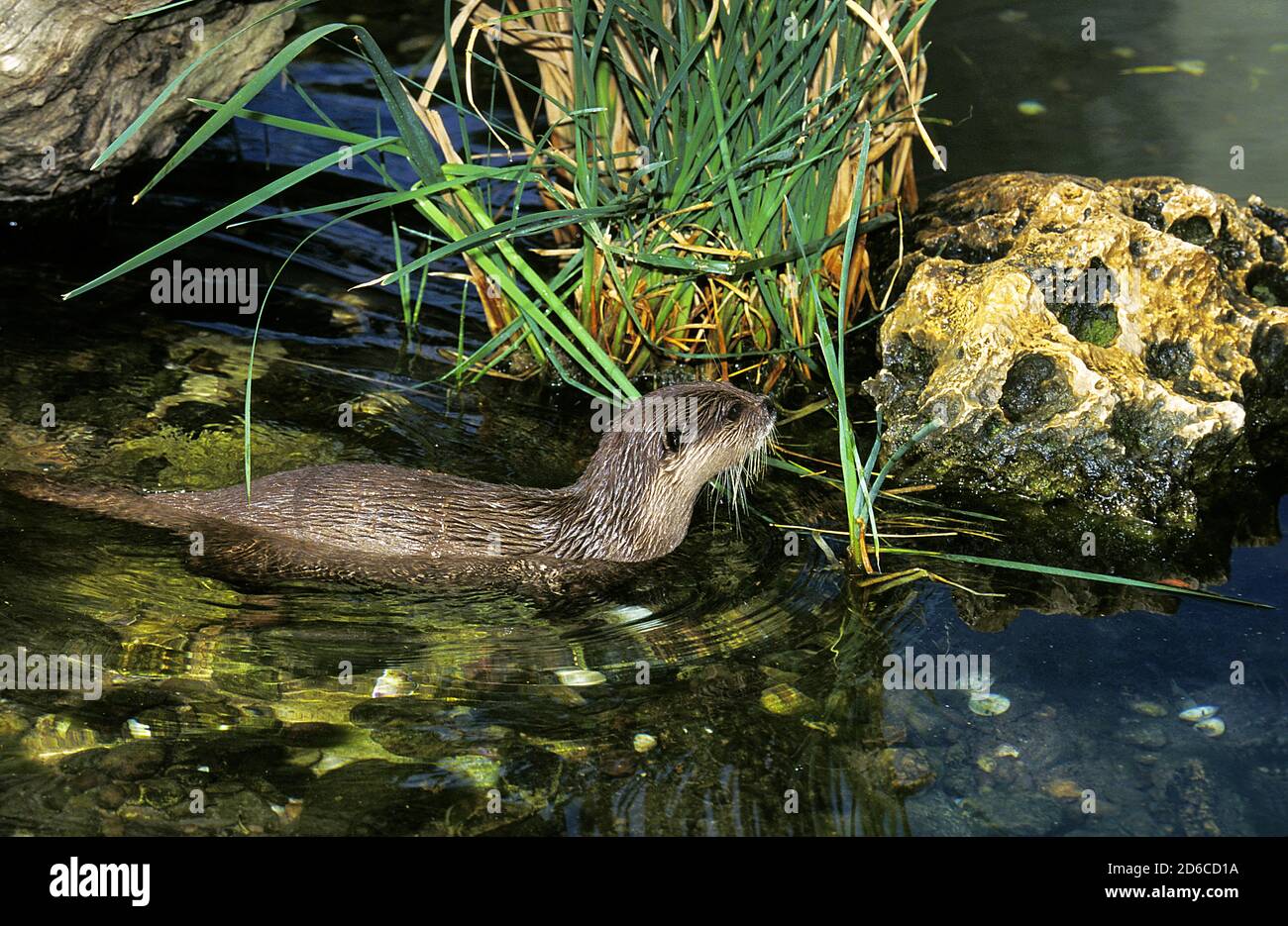 SHORT CLAWED OTTER aonyx cinerea, ADULT IN WATER Stock Photo - Alamy