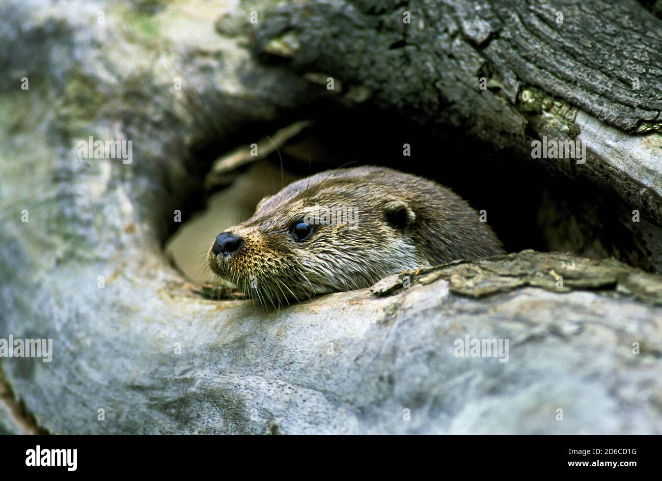 Otter den hi-res stock photography and images - Alamy