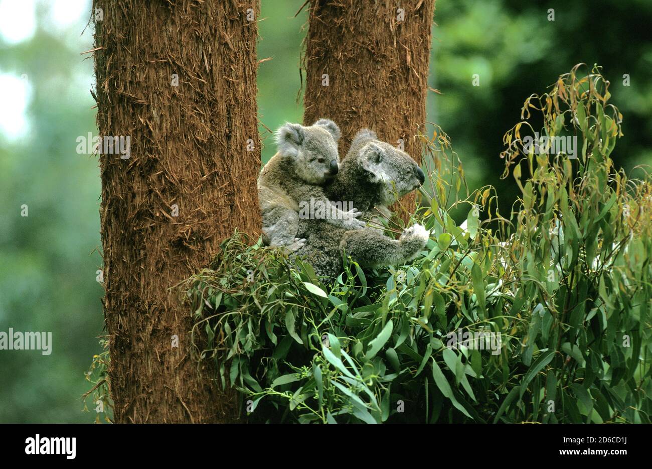 KOALA phascolarctos cinereus, FEMALE CARRYING YOUNG ON ITS BACK ...