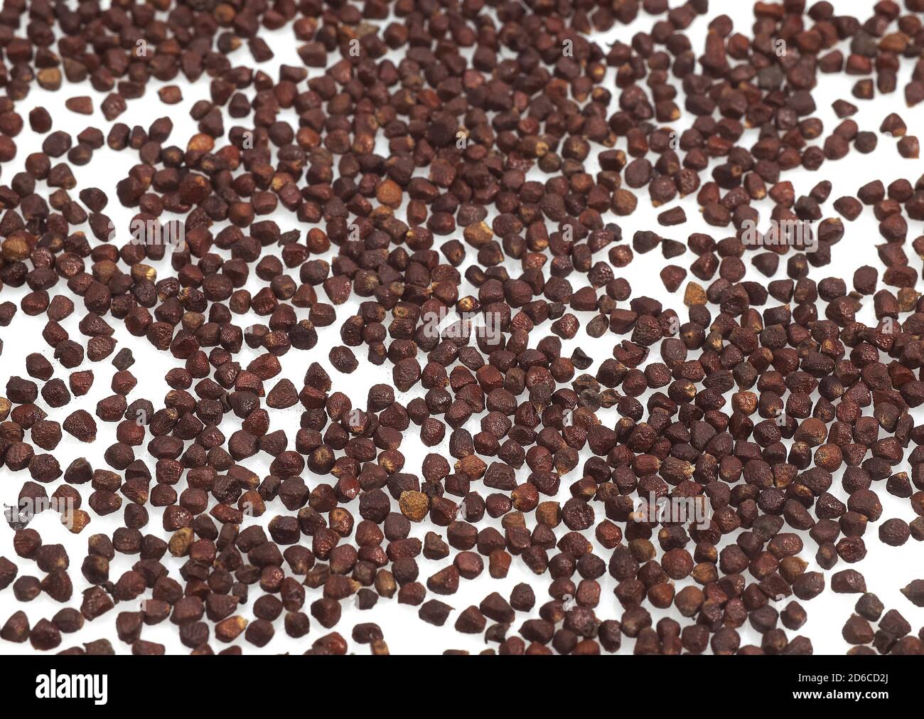 GRAINS OF PARADISE aframomum melegueta, AN AFRICAN SPICE Stock Photo ...
