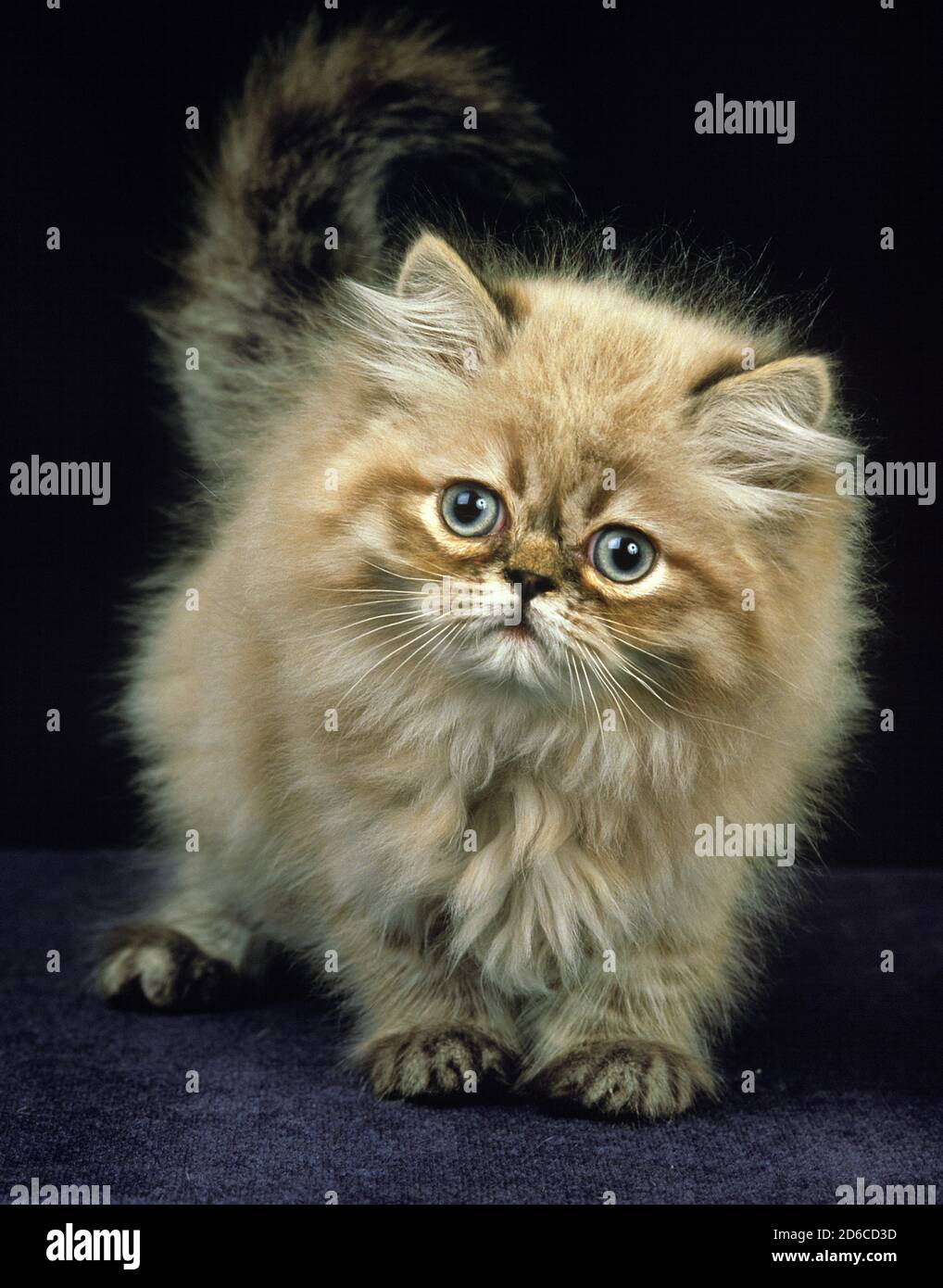 COLOURPOINT SEAL POINT PERSIAN KITTEN AGAINST BLACK BACKGROUND Stock ...