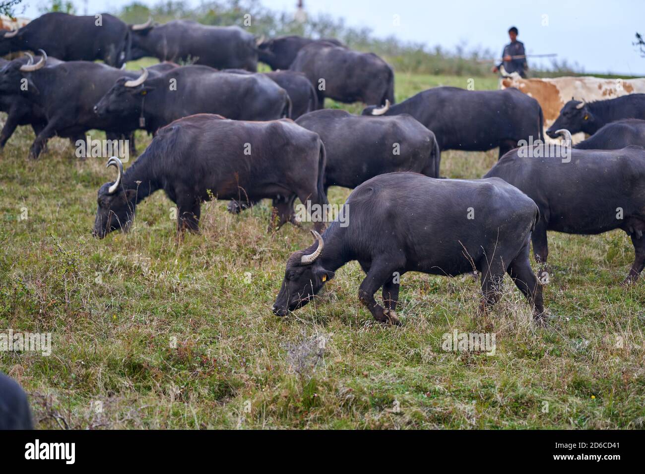 Herd of buffalo and cows on a pasture Stock Photo - Alamy