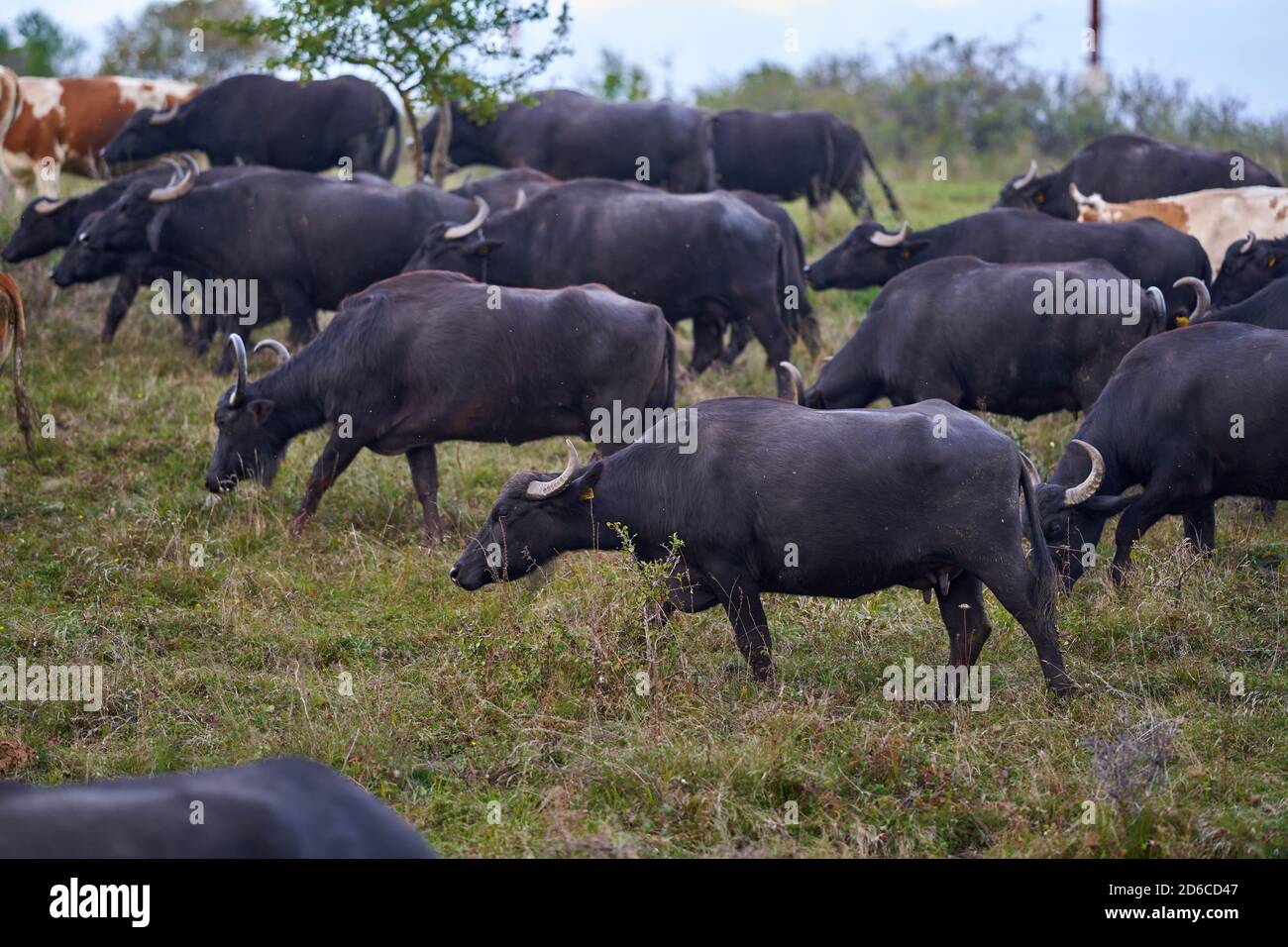 Herd of buffalo and cows on a pasture Stock Photo - Alamy