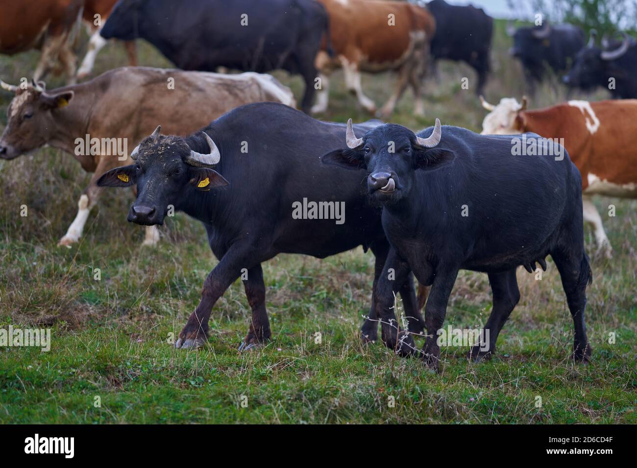 Herd of buffalo and cows on a pasture Stock Photo - Alamy