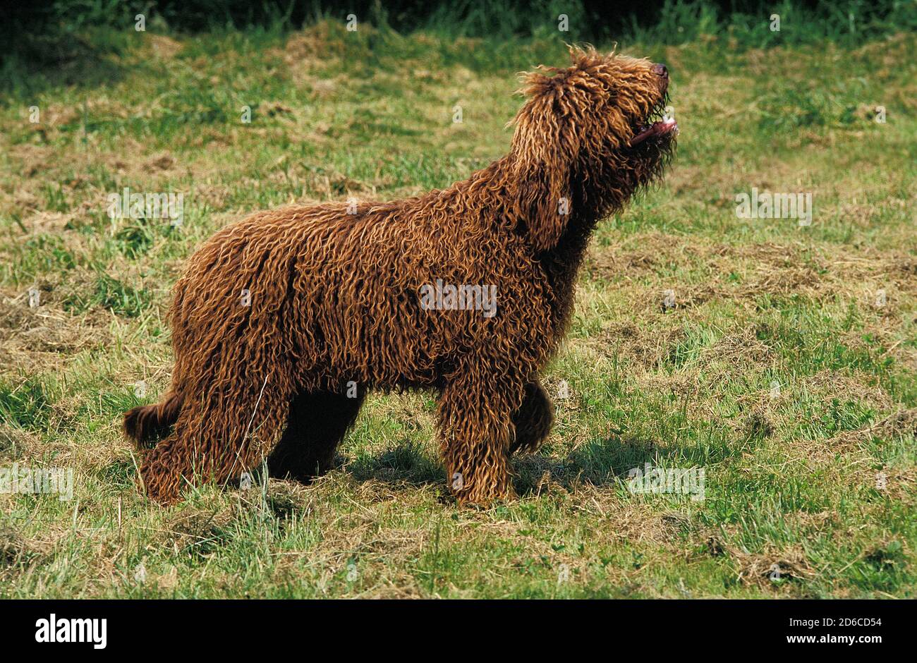 Barbet dog hi-res stock photography and images - Alamy