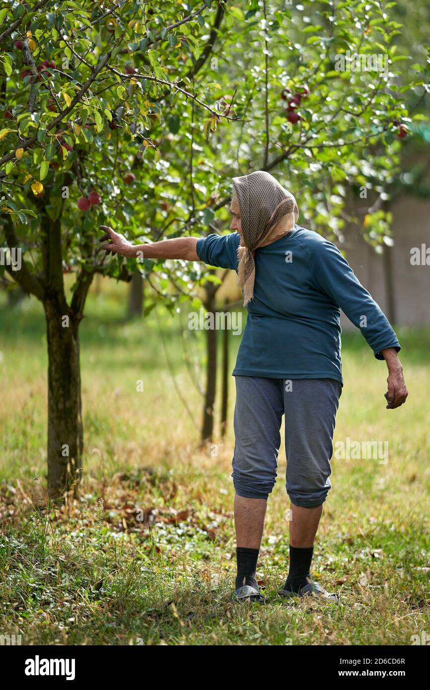 Old rural woman in her orchard, countryside portrait Stock Photo - Alamy