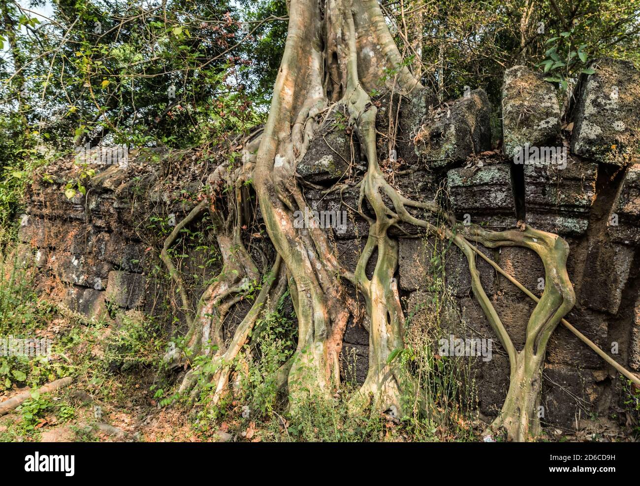 Prasat Krahom Hindu Temple in Koh Ker Fence ruins tree jungle ...