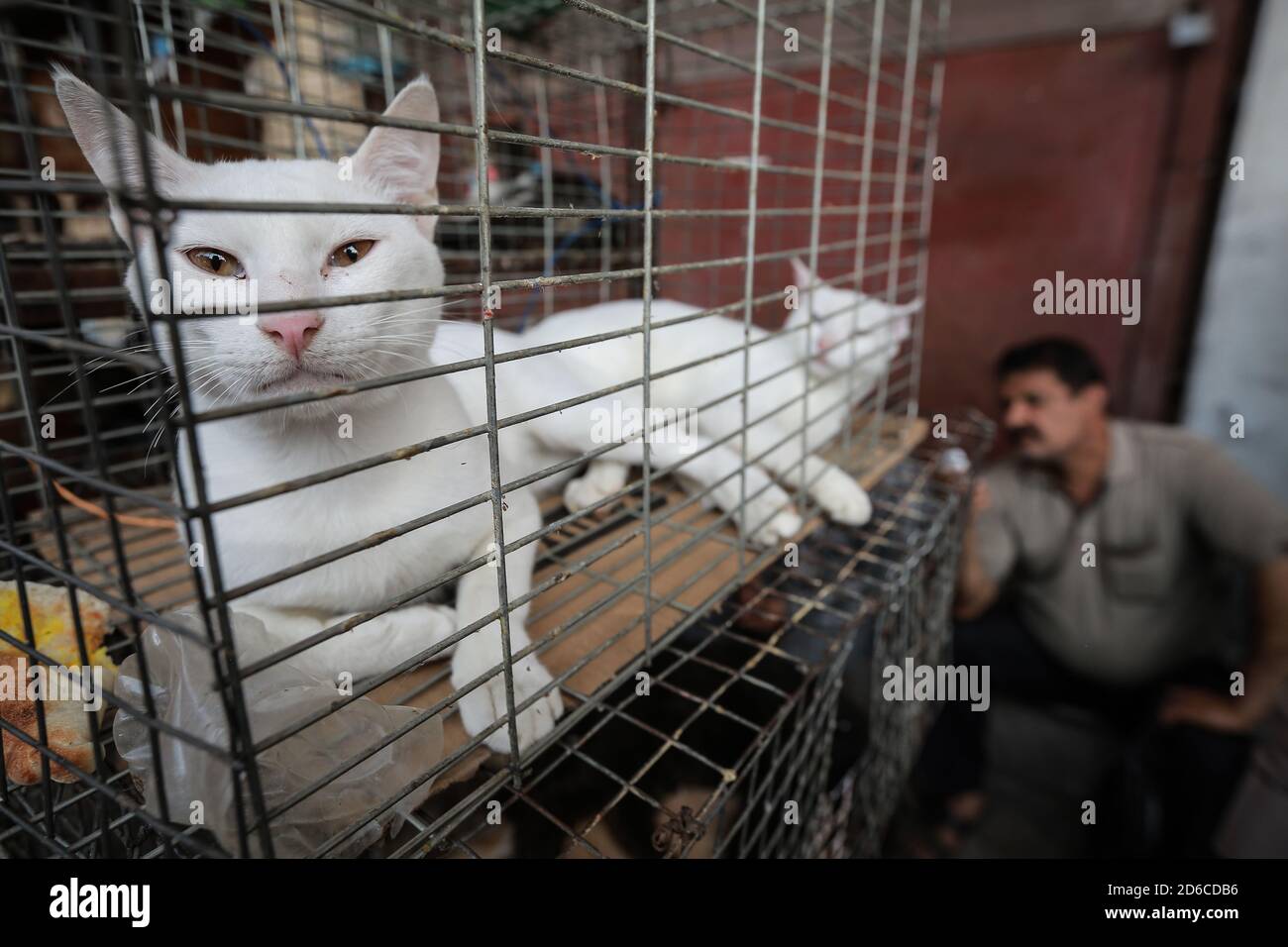 Baghdad, Iraq. 16th Oct, 2020. A cat looks out of a cage at al-Ghazal ...