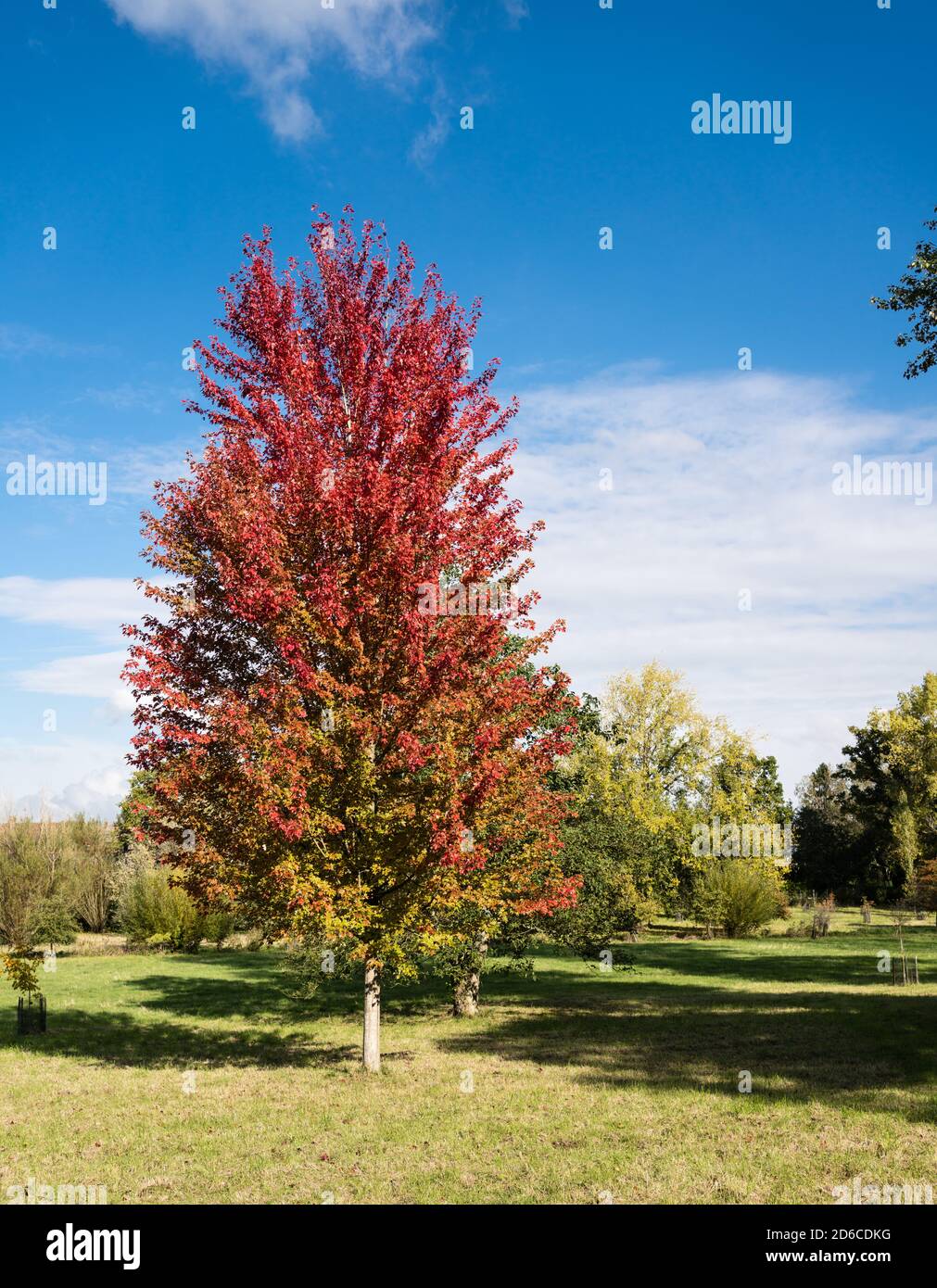 Fiery red and russet acers and maples in full autumn colours Stock ...