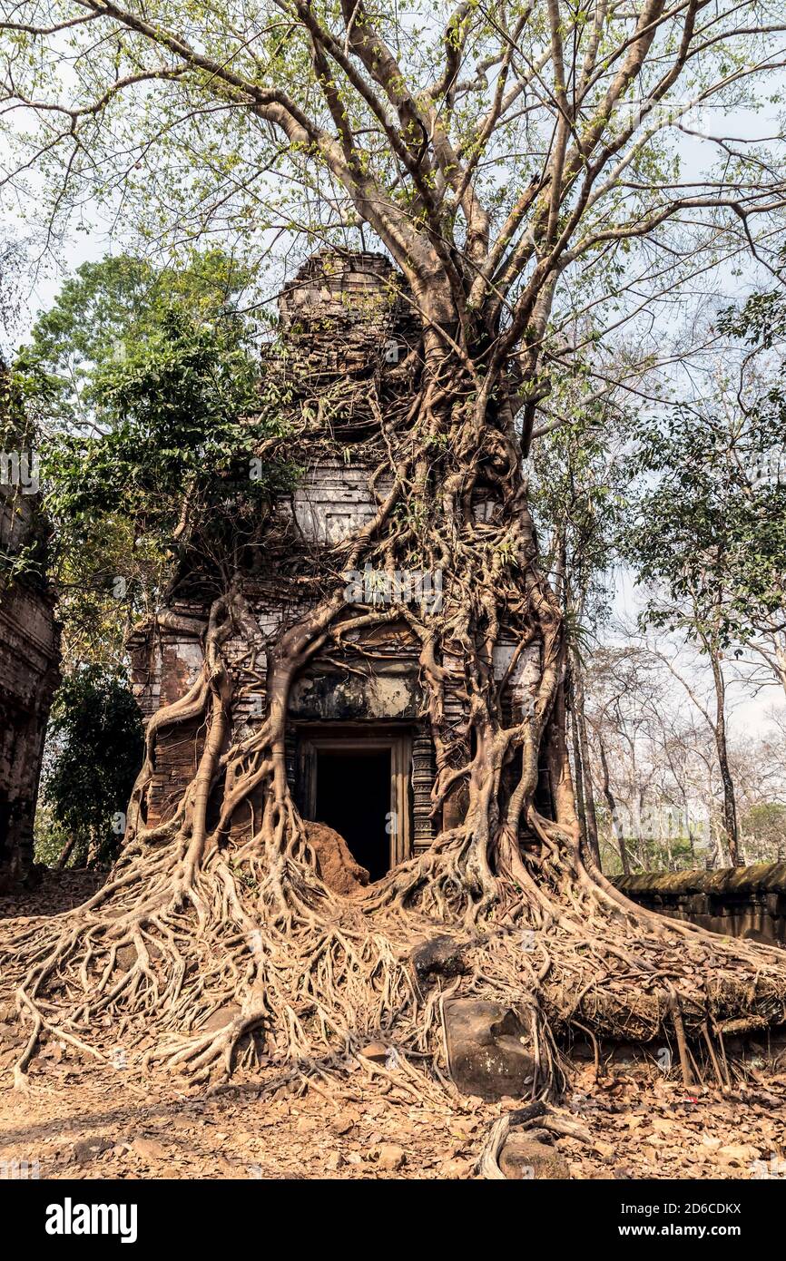Wooden Roots of big trees Tower Prasat Pram Temple ruins of Koh Ker ...