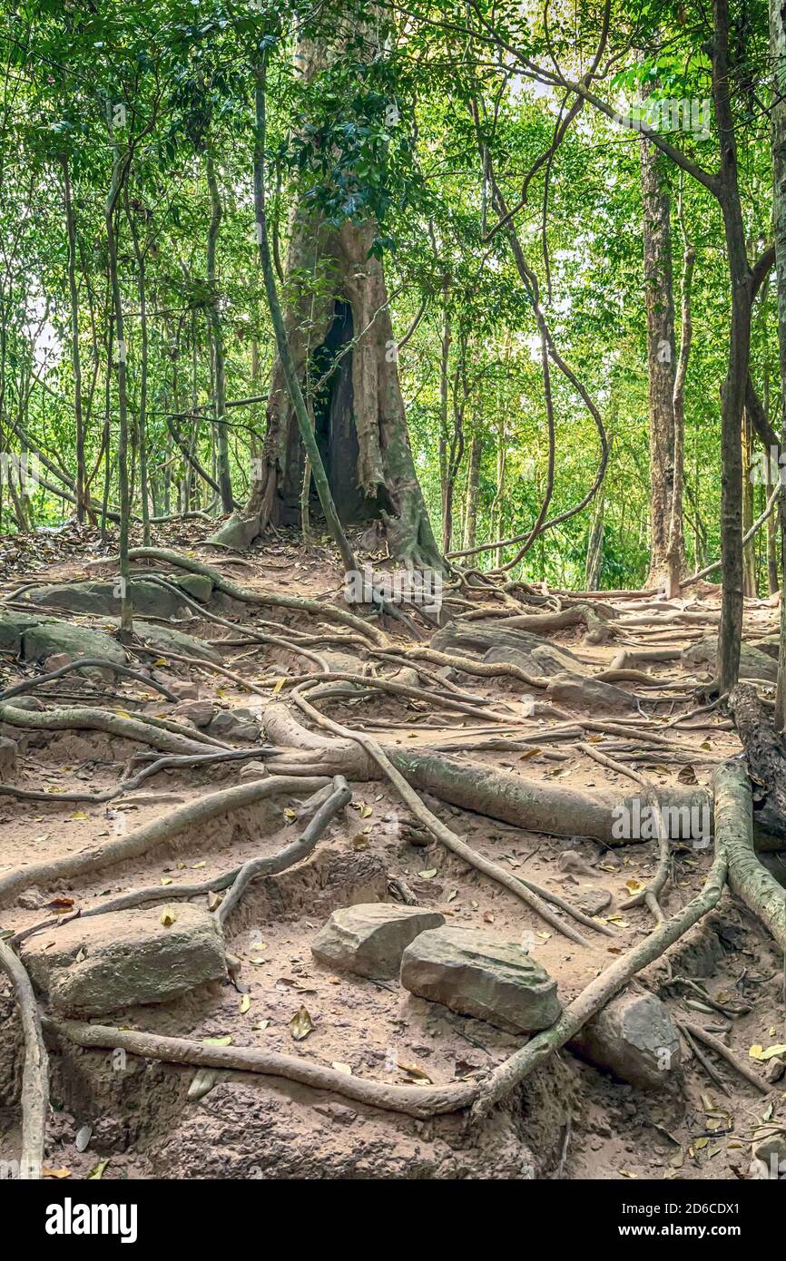 Asian rainforest with deep jungle Kbal Spean Jungle Walk ancient Angkor ...