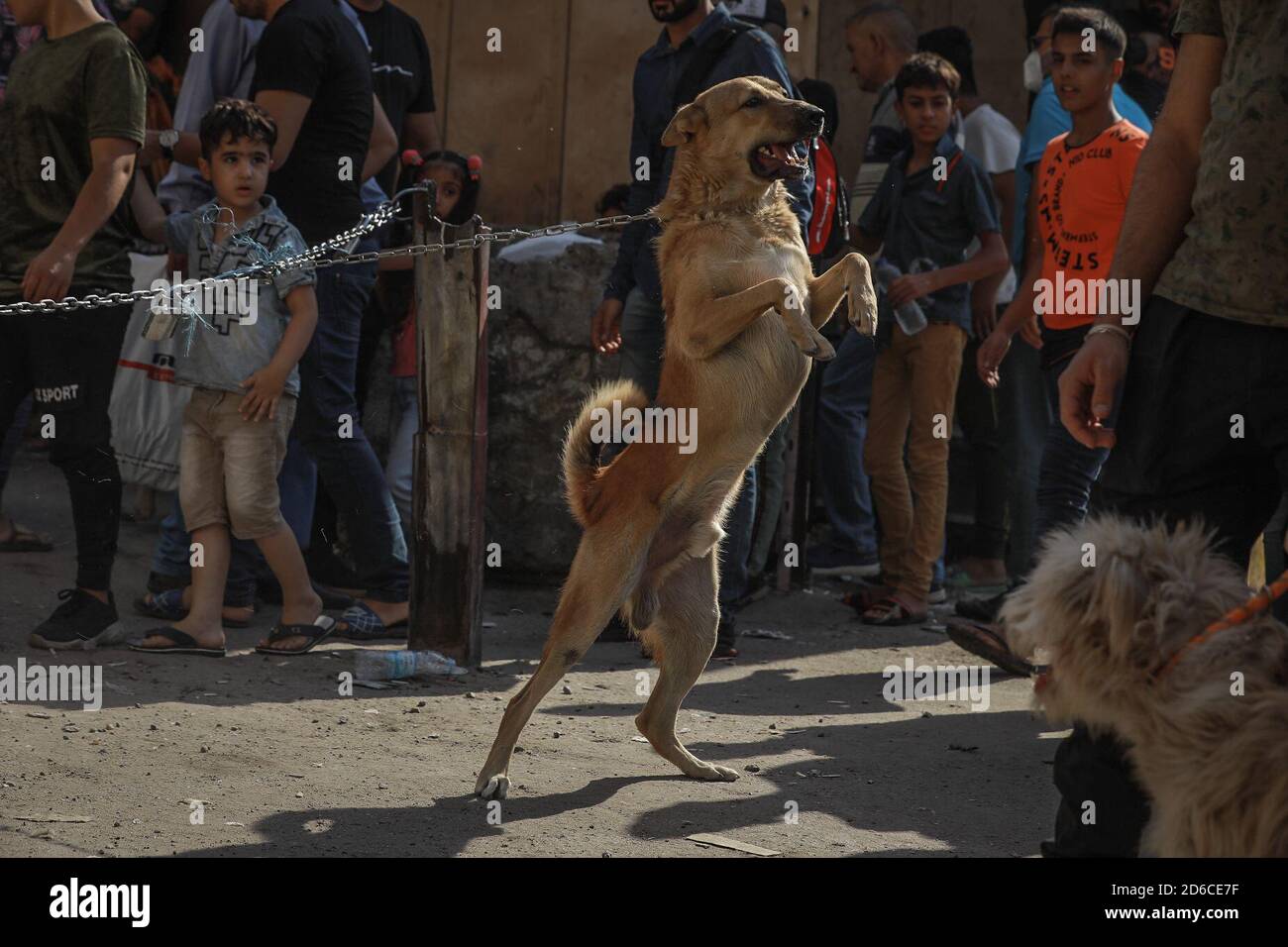 Baghdad, Iraq. 16th Oct, 2020. A chained dog balances on his hind legs ...