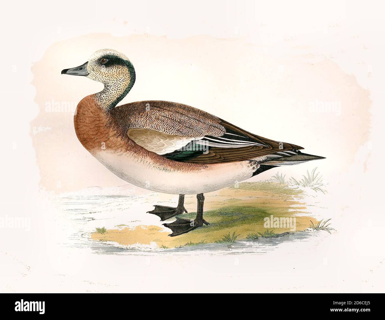 Wigeon bird painting hi-res stock photography and images - Alamy
