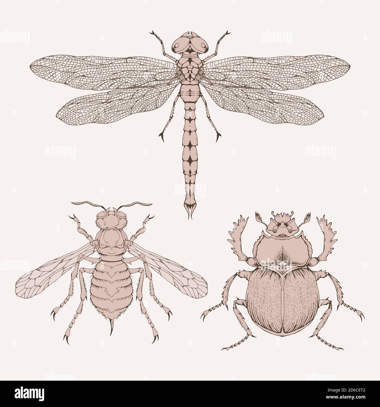 Vector set of hand drawn insects. Different insects in realistic style ...