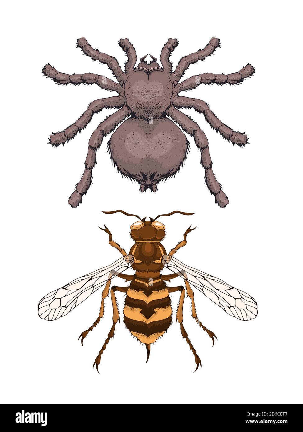 Vector illustration with hand drawn two insects: spider tarantula and ...