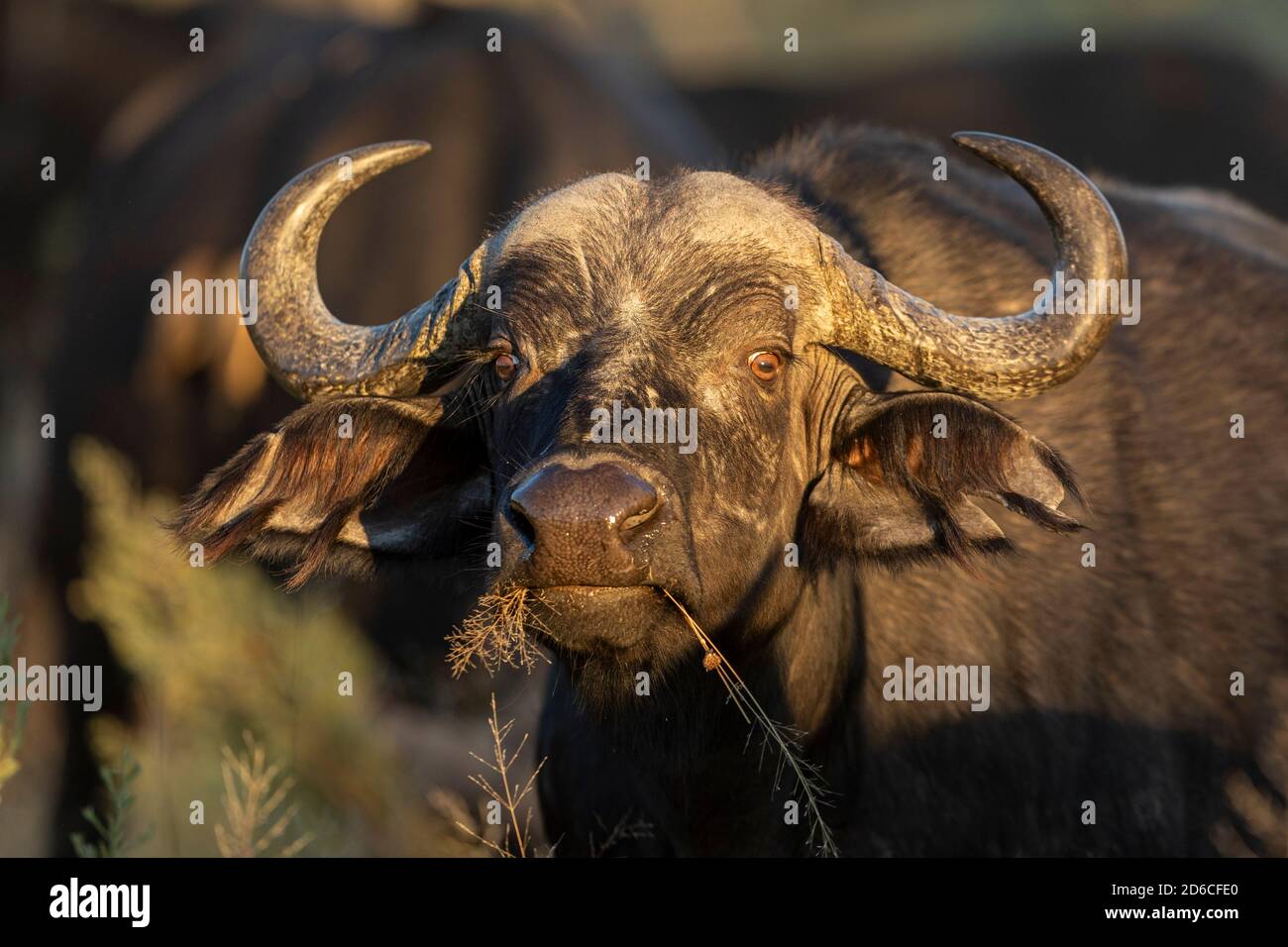 Female buffalo chewing a piece of grass in warm morning sunlight in ...