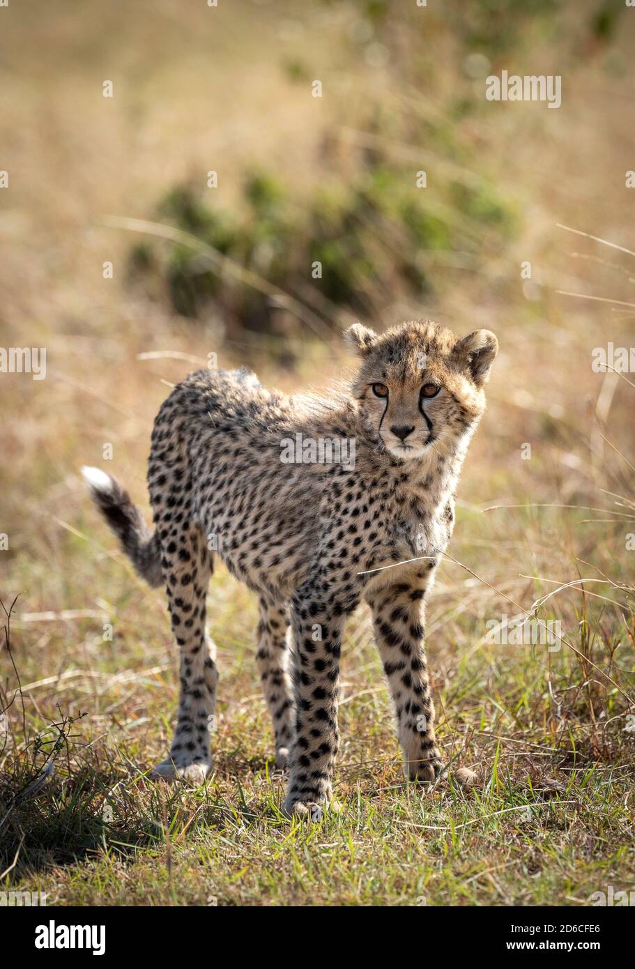 Vertical portrait of a cheetah cub back lit in morning light in Masai ...