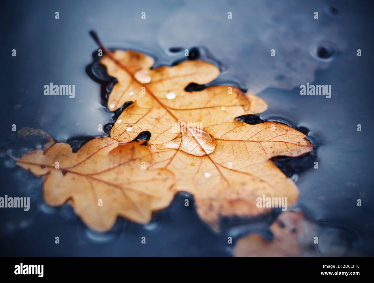 On the surface of the dark puddle are dry oak leaves, on which water ...