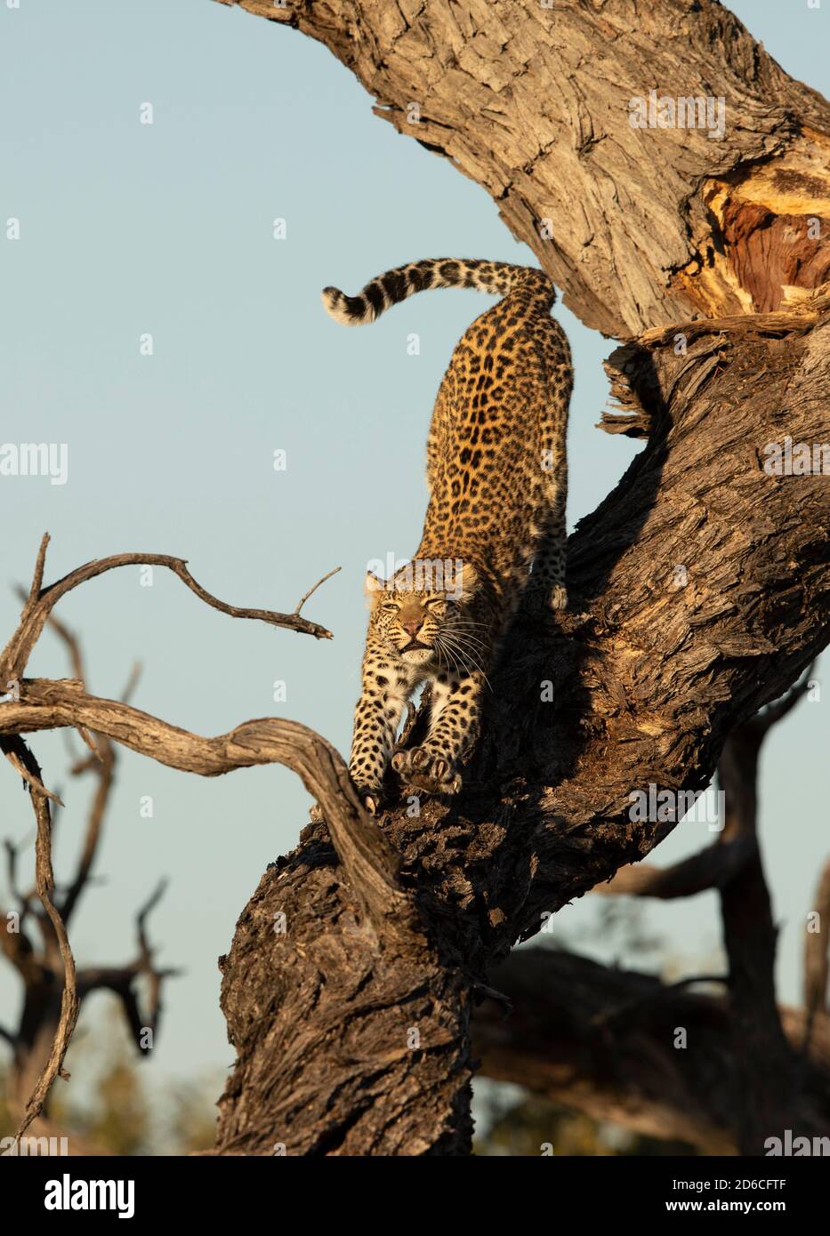 Vertical portrait of a leopard in tree stretching showing its claws in ...