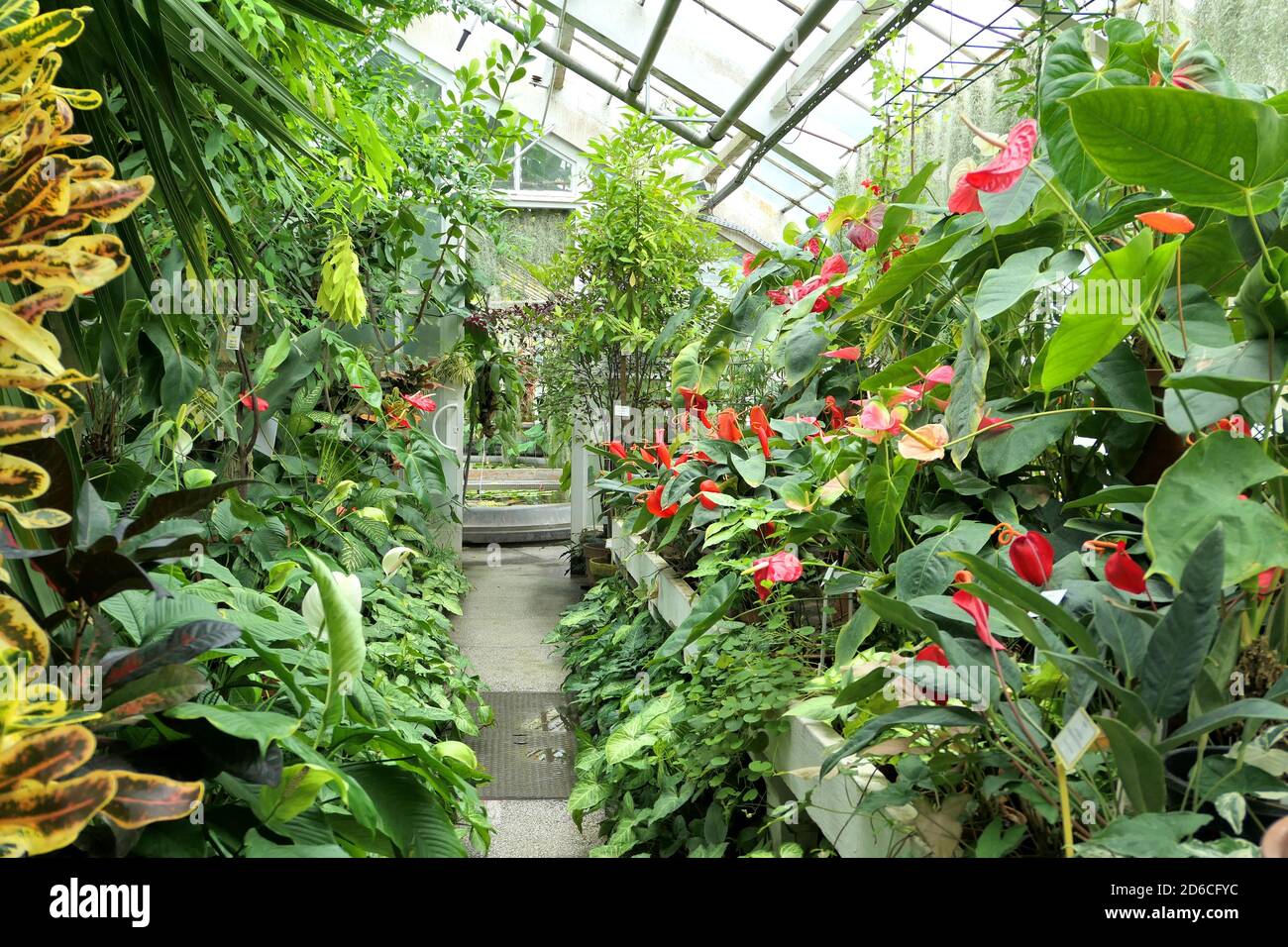 Tropical plants in the greenhouse of botanical garden Stock Photo - Alamy