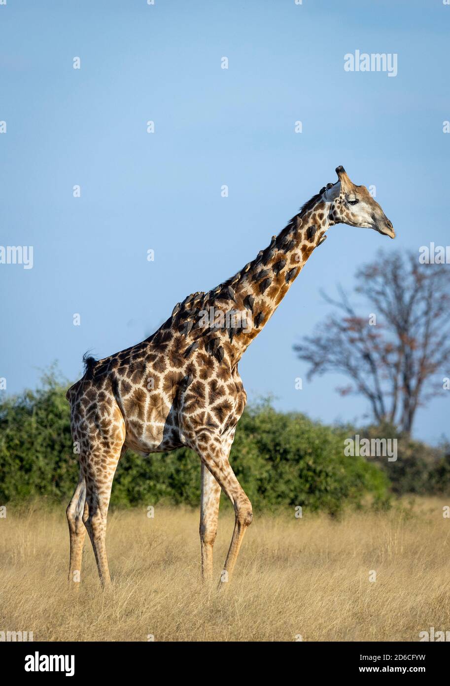 Vertical portrait of an adult male giraffe walking with ox peckers ...