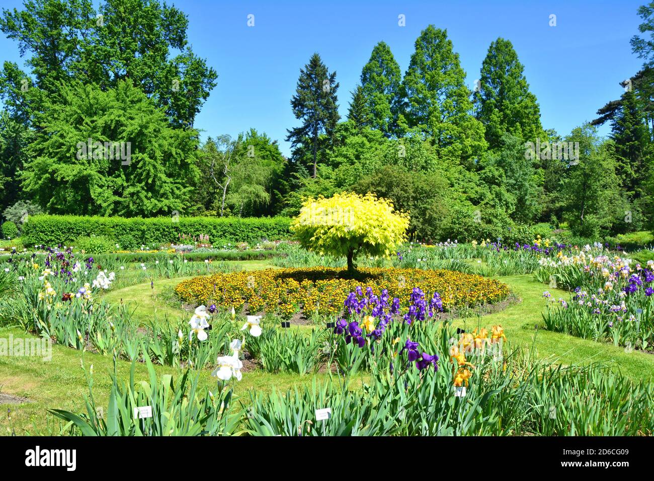 Beautiful spring botanical garden. Iris flowers Stock Photo - Alamy