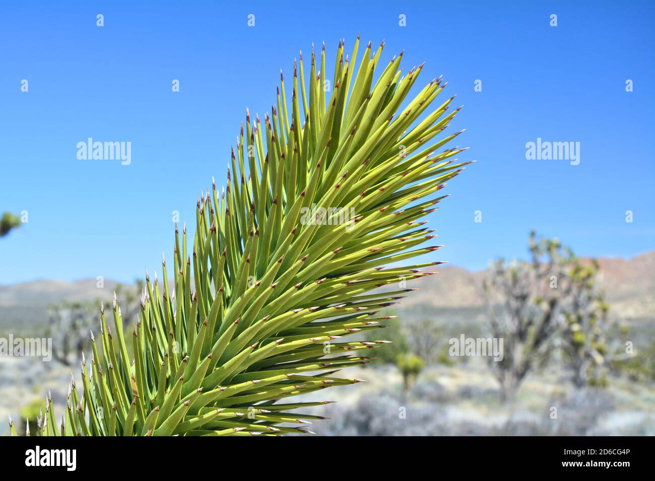 Yucca Brevifolia Branch High Resolution Stock Photography and Images ...