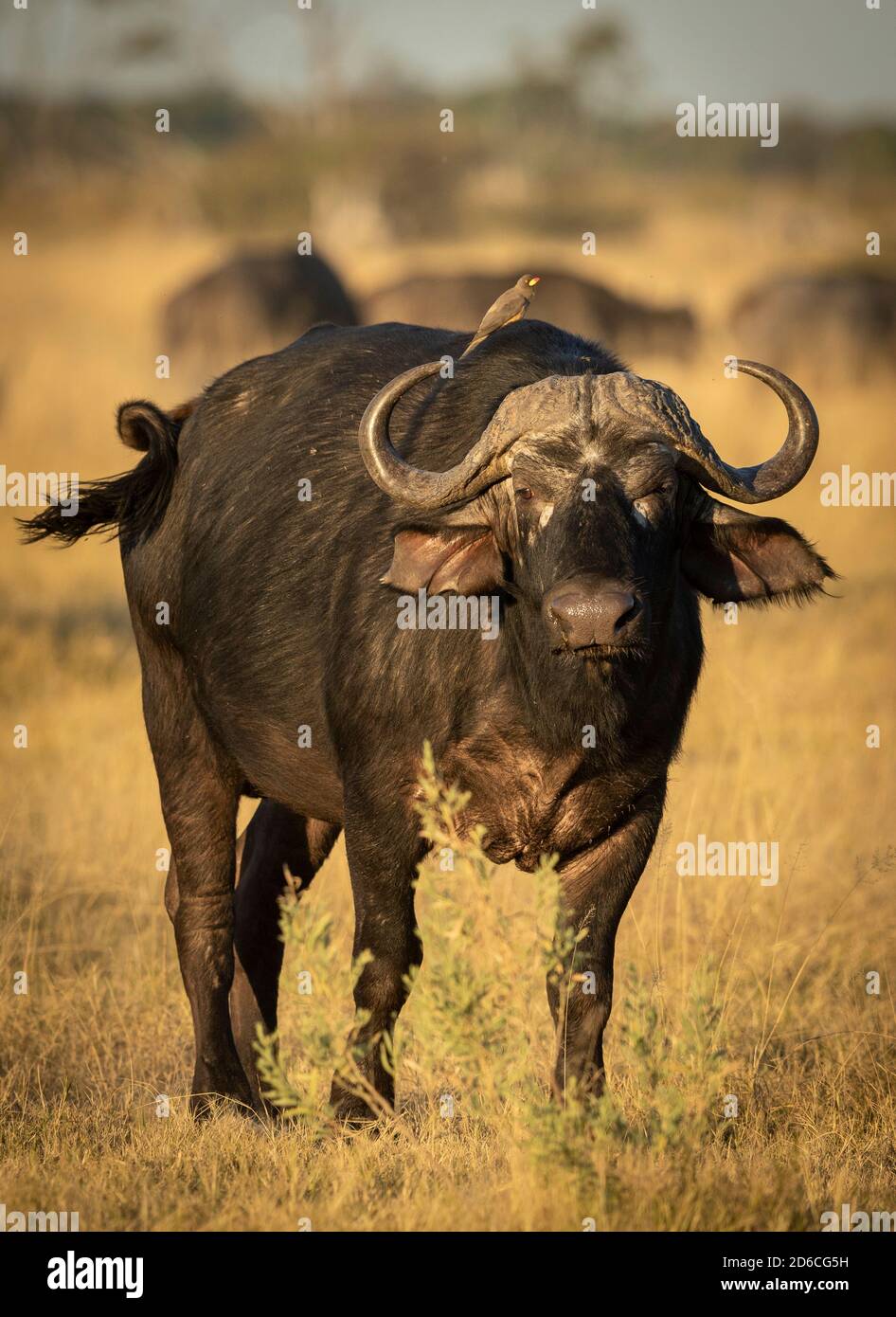 Vertical portrait of an adult buffalo standing in yellow grass in ...