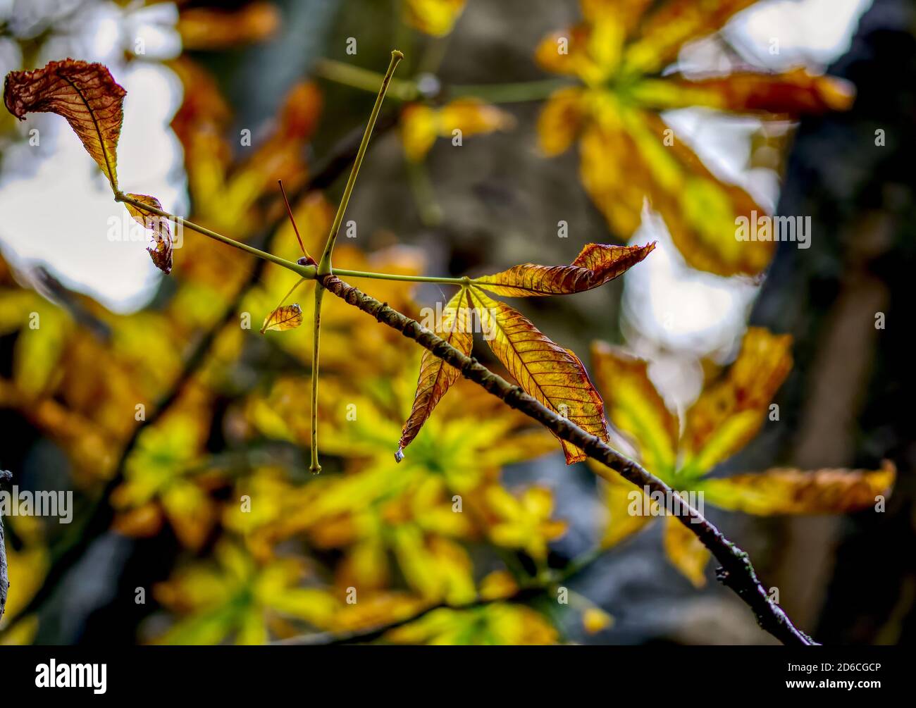 Horse Chestnut leaves changing colour in the Autumn season Stock Photo ...