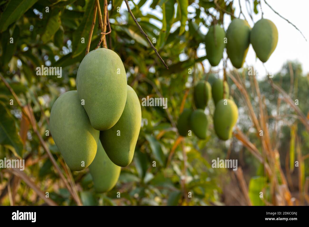 Close up tree with green mango fruit in the garden Stock Photo - Alamy