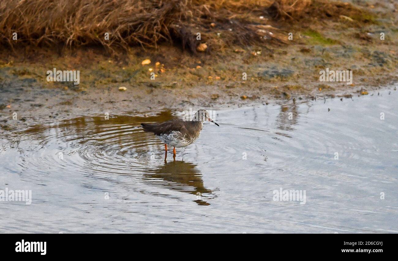Widewater sussex hi-res stock photography and images - Alamy